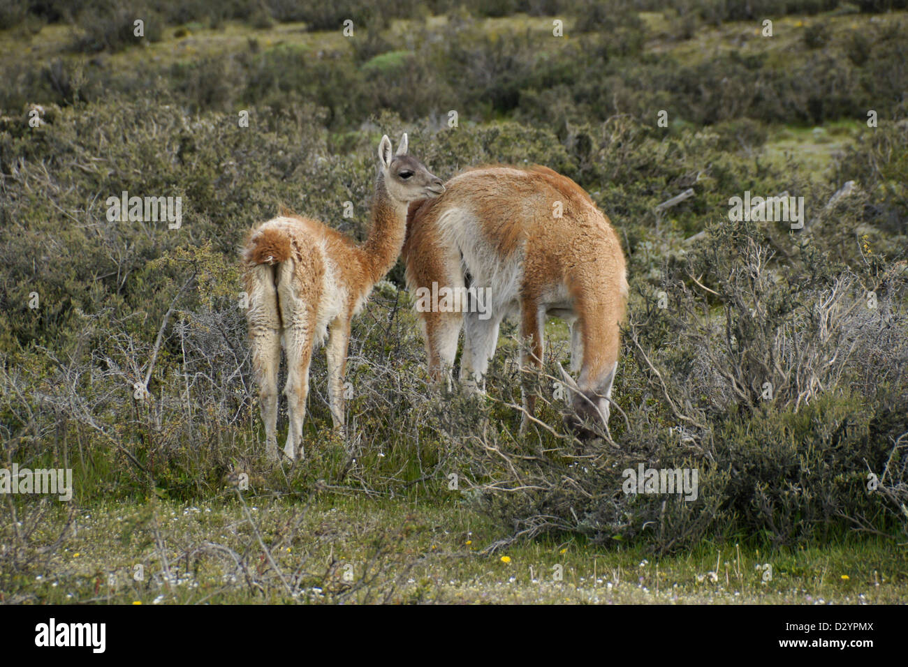 Guanacos (female and young) in Torres del Paine National Park ...