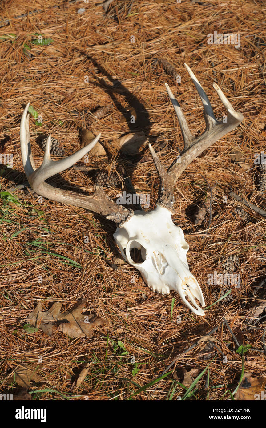 Skull rack hi-res stock photography and images - Alamy