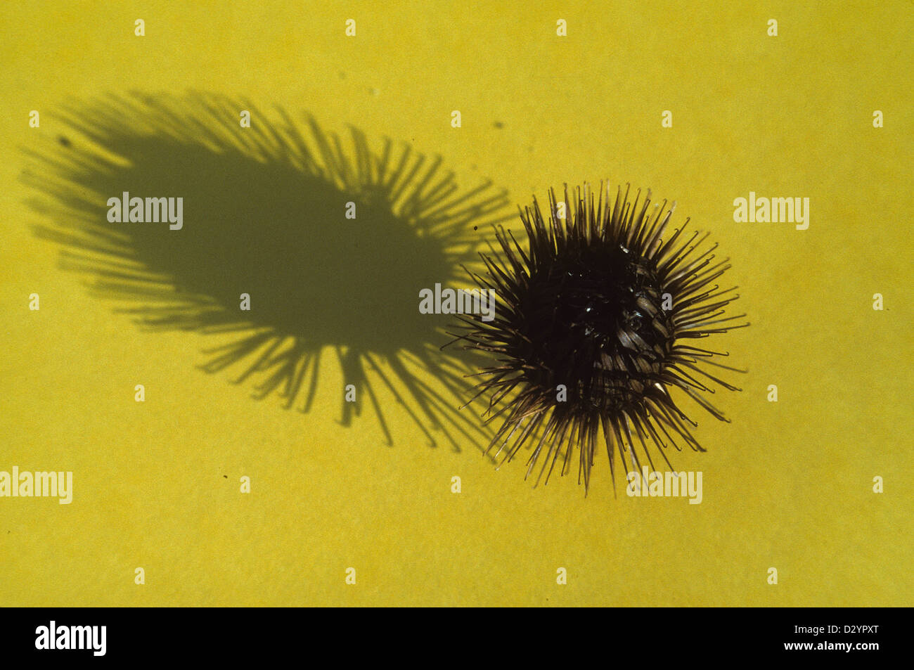 Burdock burr and shadow (inspiration for invention of Velcro Stock ...