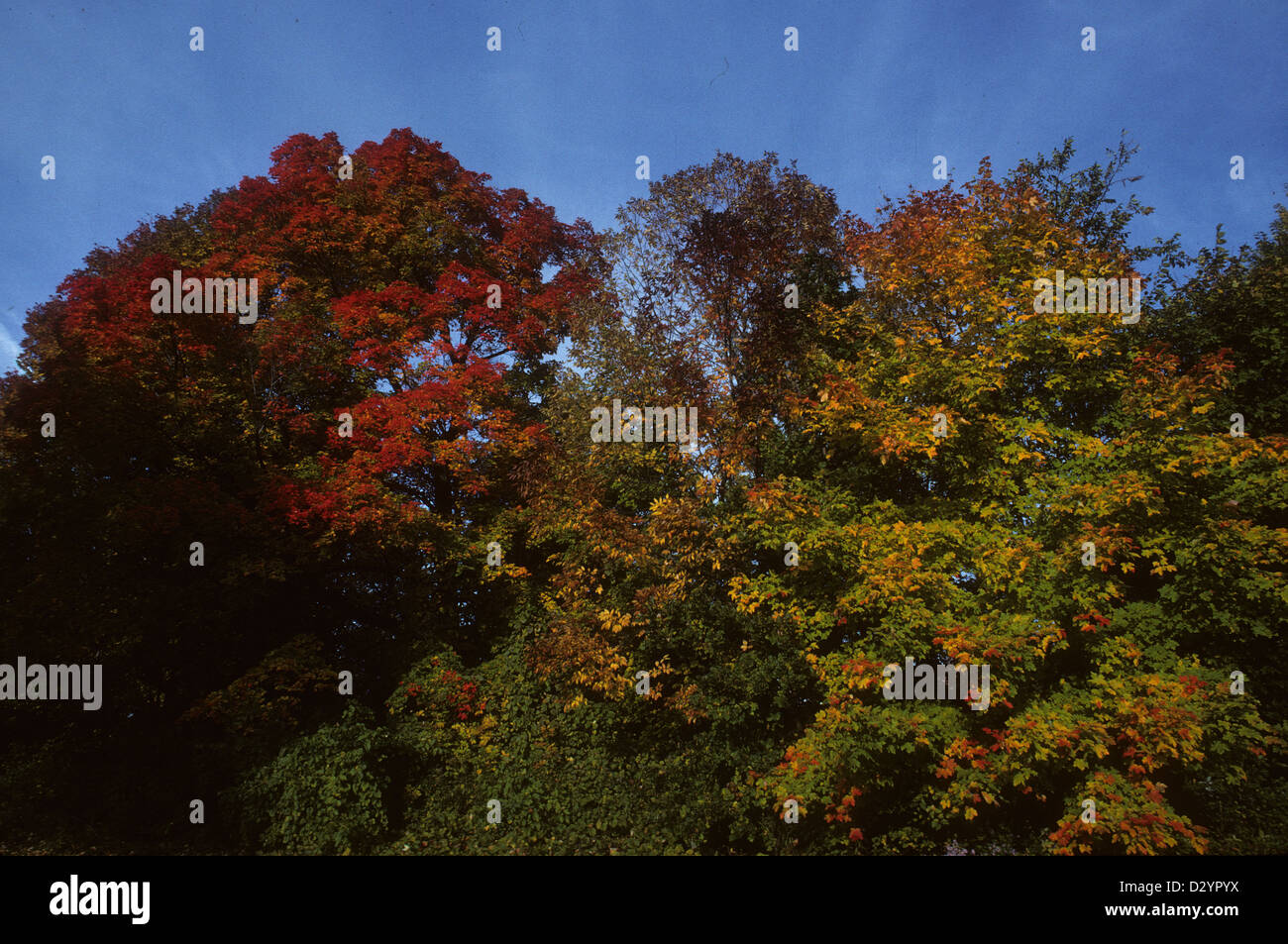 Rosemere hi-res stock photography and images - Alamy