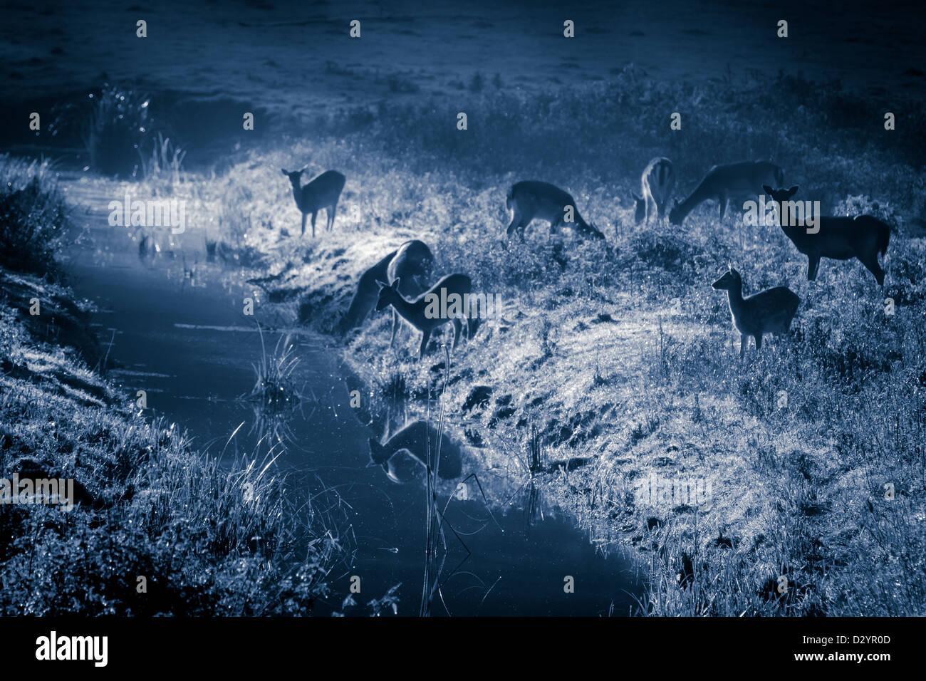Reflection of antlers herd standing near the river at moonlight Stock ...