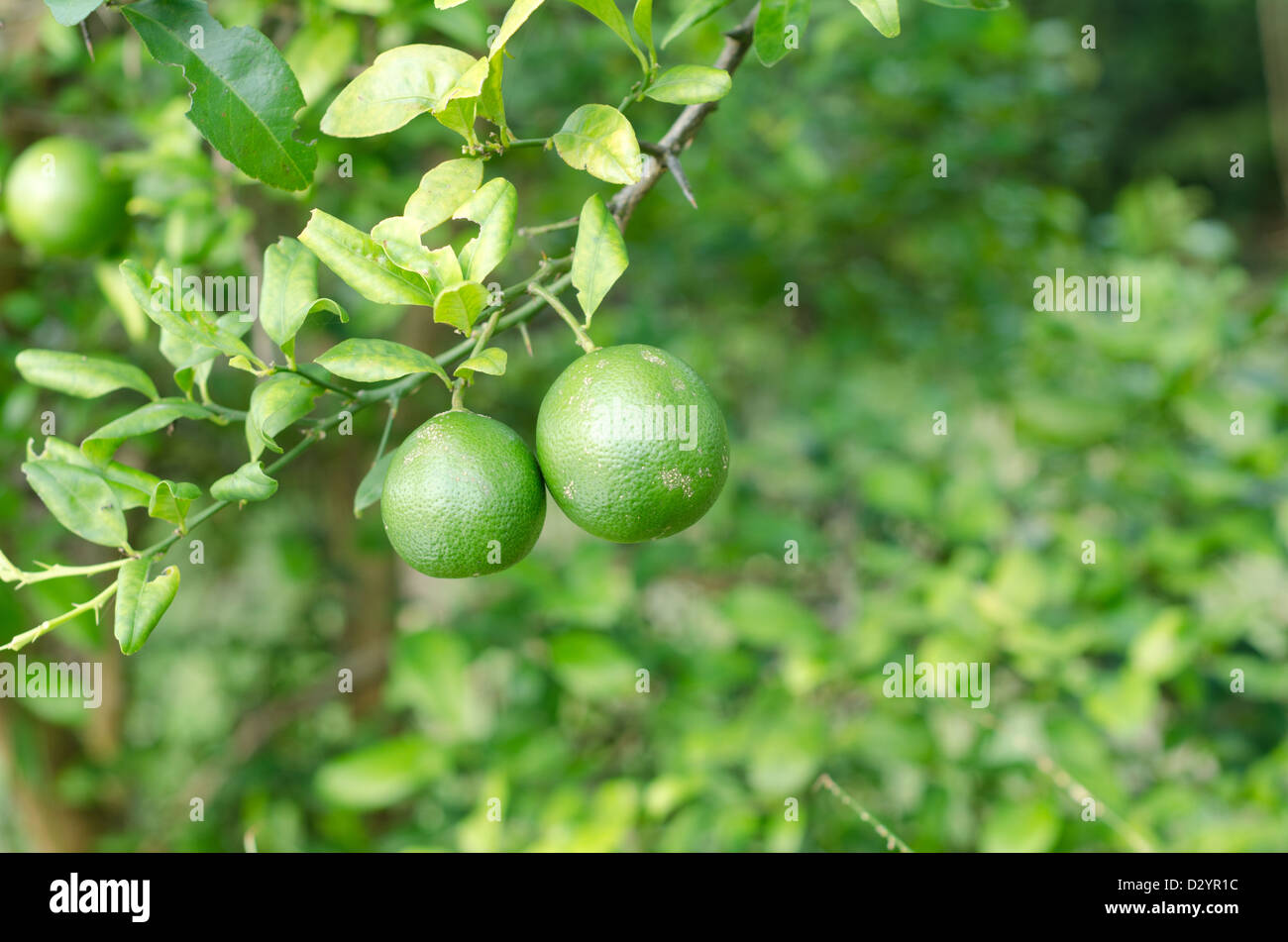 Lemon plantation hi-res stock photography and images - Alamy