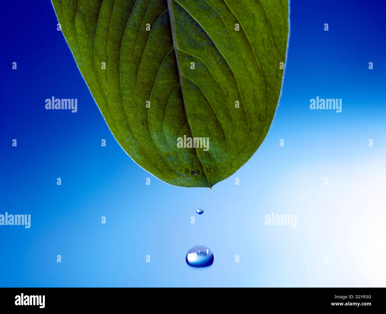 Rain water falls from a leaf Stock Photo - Alamy