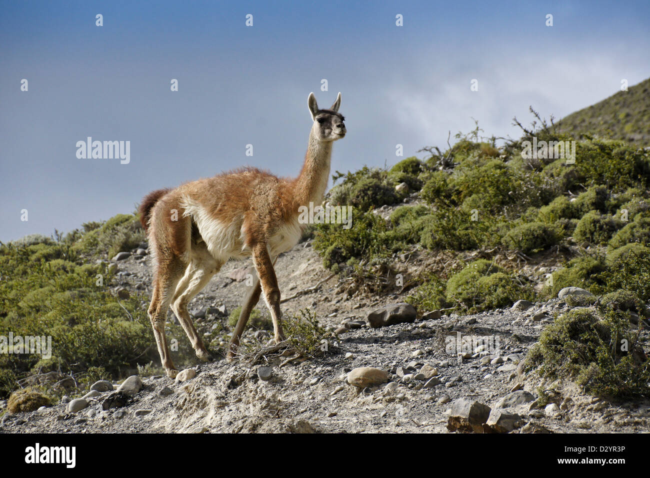 Guanaco in Torres del Paine National Park, Patagonia, Chile Stock Photo ...