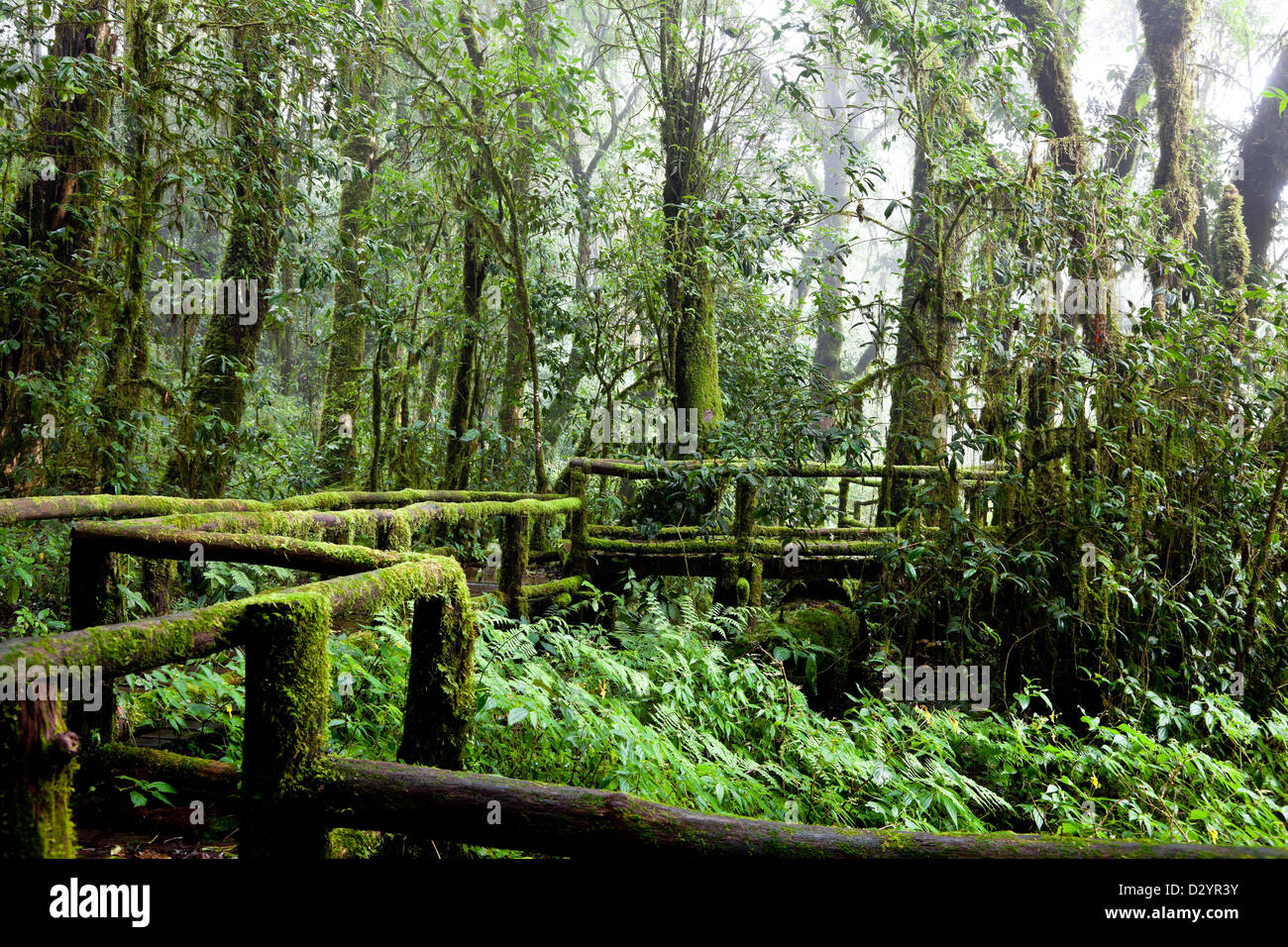 nature of a high tropical rain forest Stock Photo - Alamy