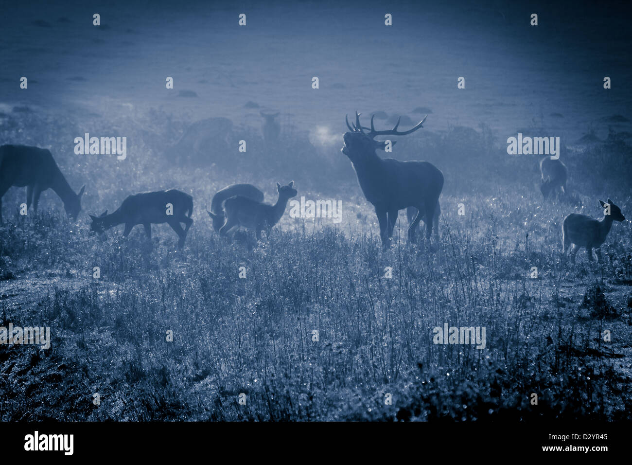 Bull roaring hi-res stock photography and images - Alamy