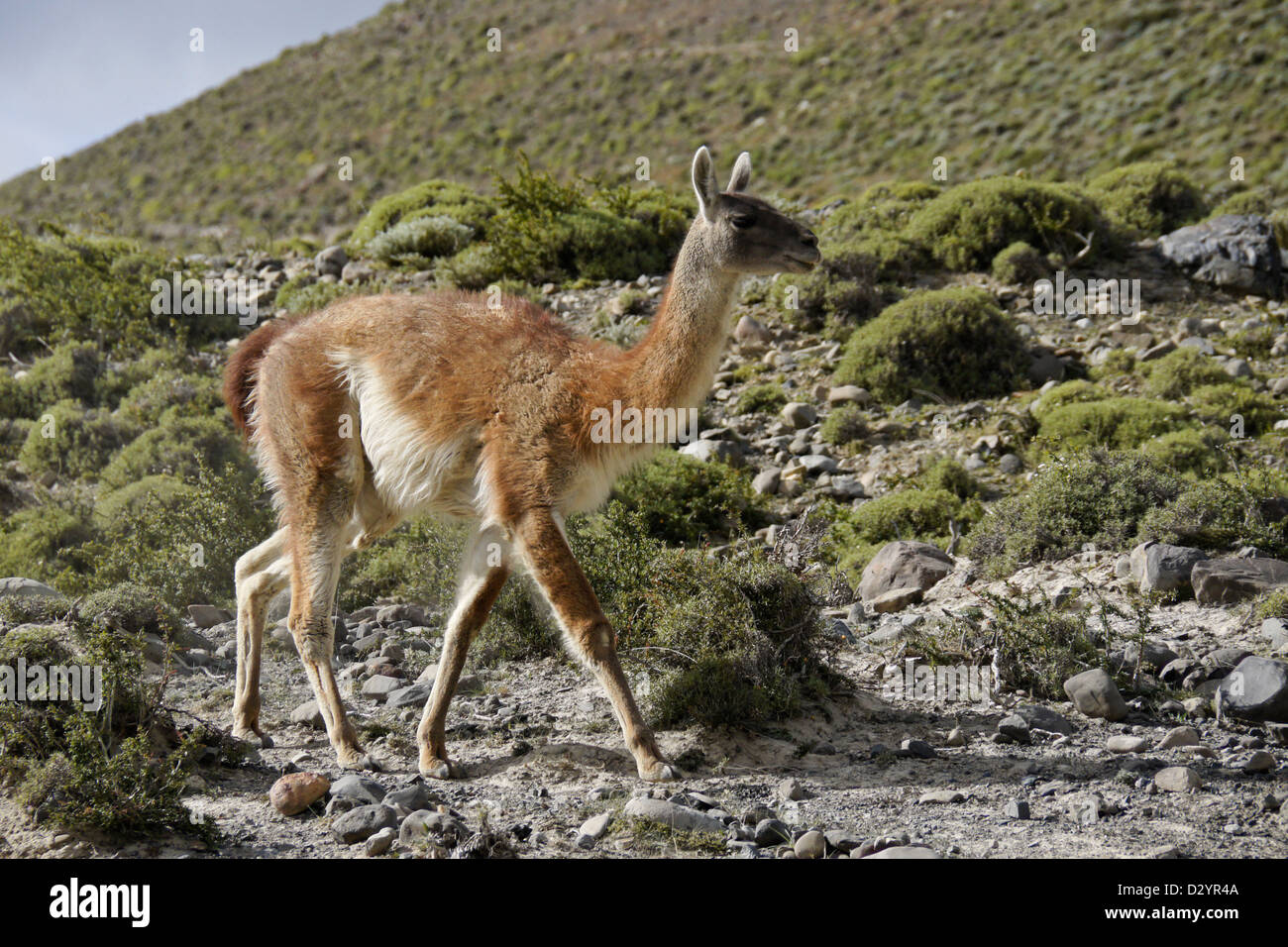 Guanaco in Torres del Paine National Park, Patagonia, Chile Stock Photo ...