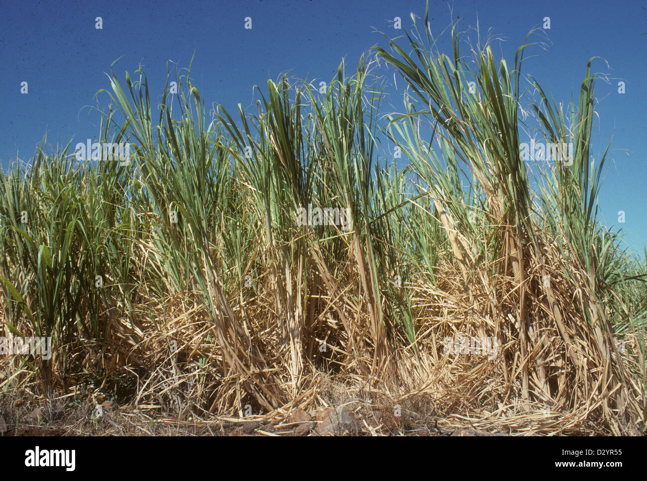 Sugar cane field hawaii hi-res stock photography and images - Alamy