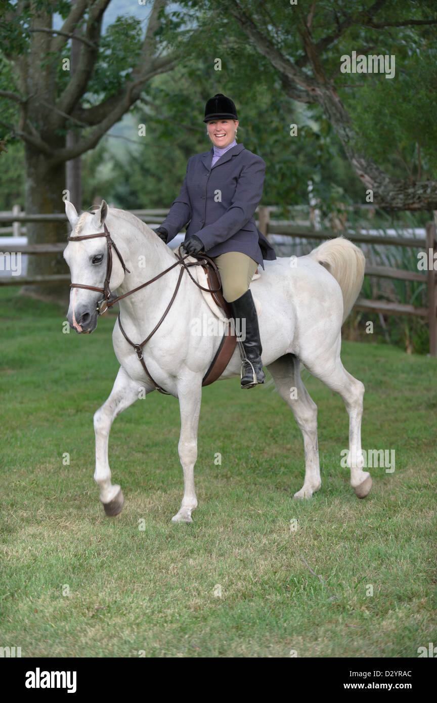 Woman in English riding clothes riding white purebred Arabian stallion ...