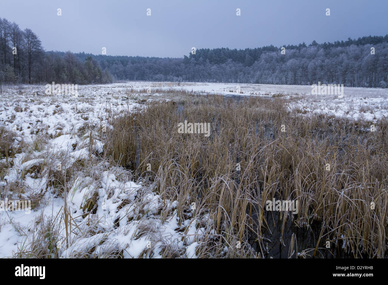 Frozen swamp covered with snow in the winter Stock Photo - Alamy