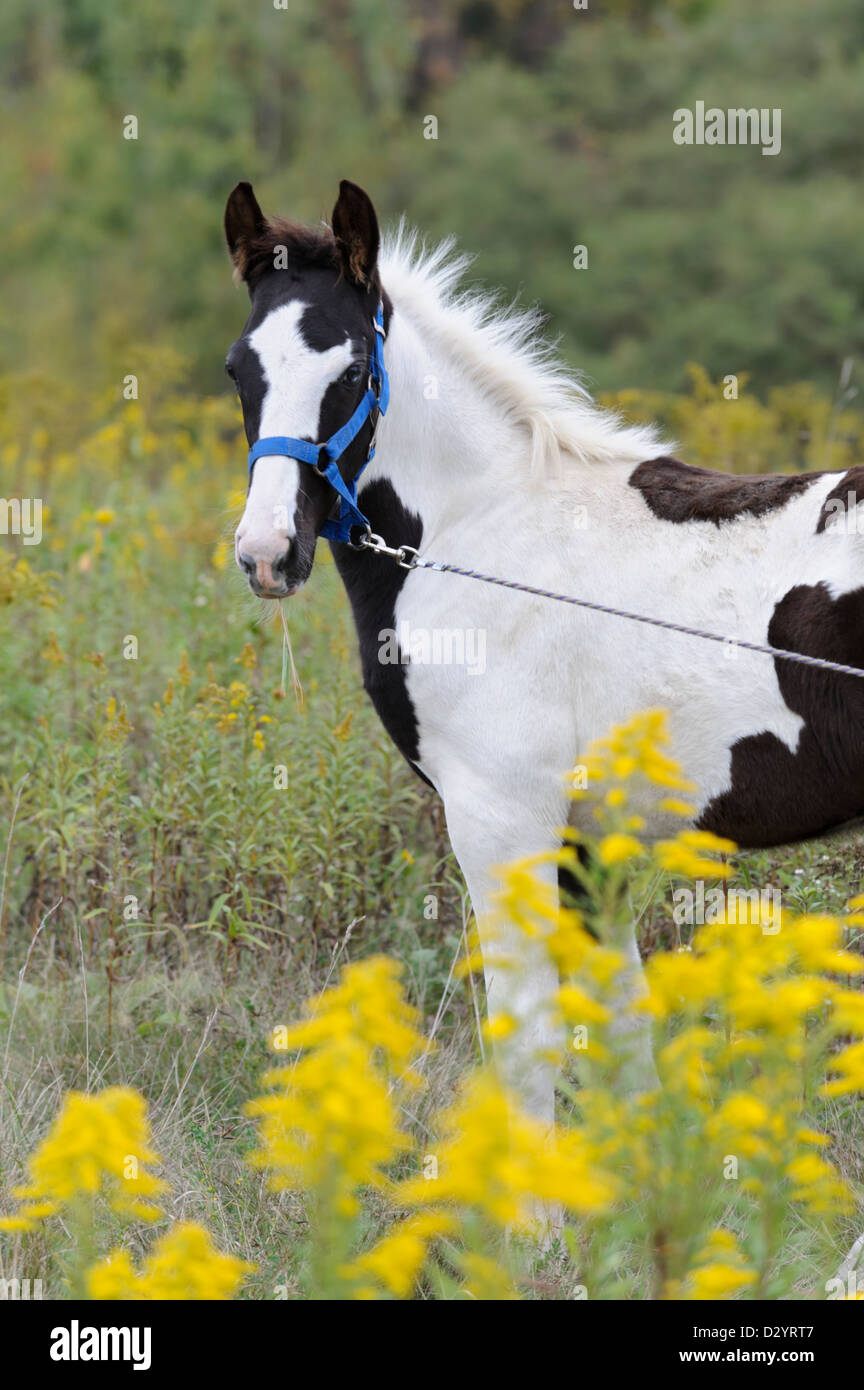 Horse in yellow goldenrod flowers, a Tennessee Walker black and white ...