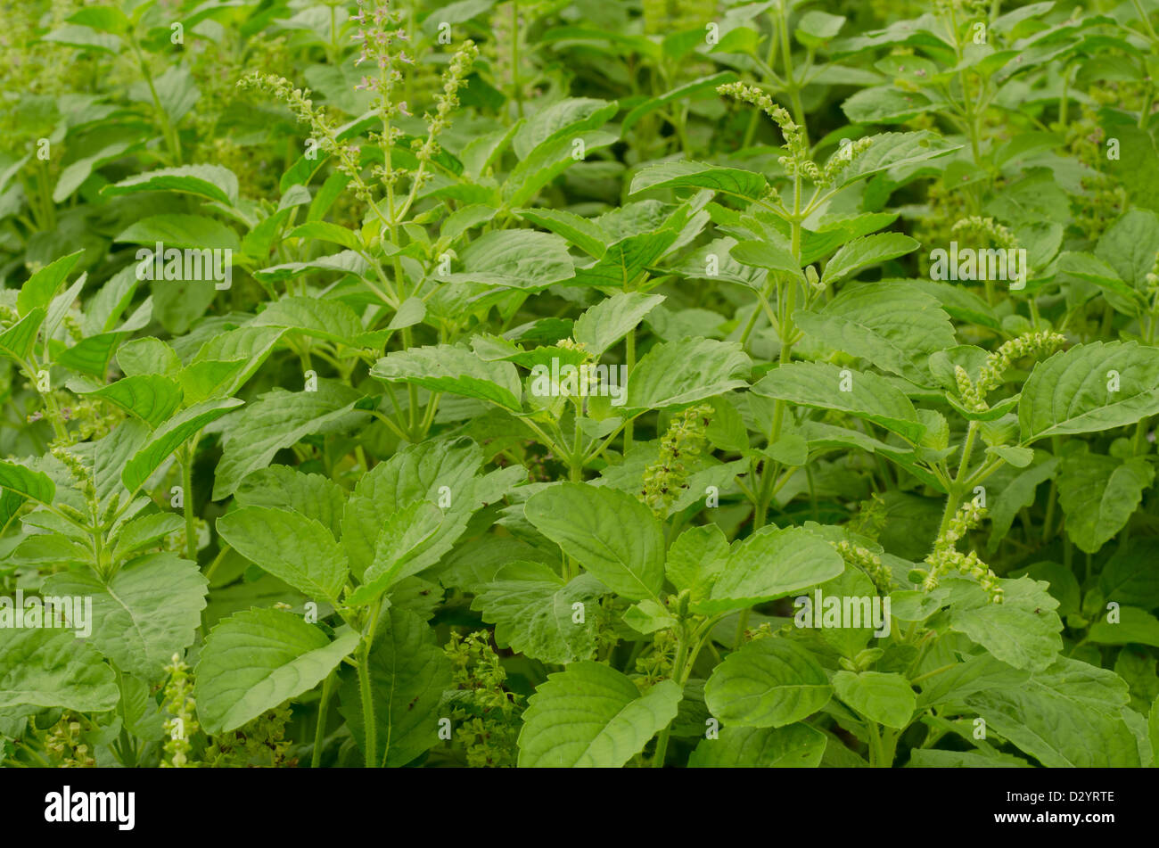 Ocimum sanctum holy basil hi-res stock photography and images - Alamy