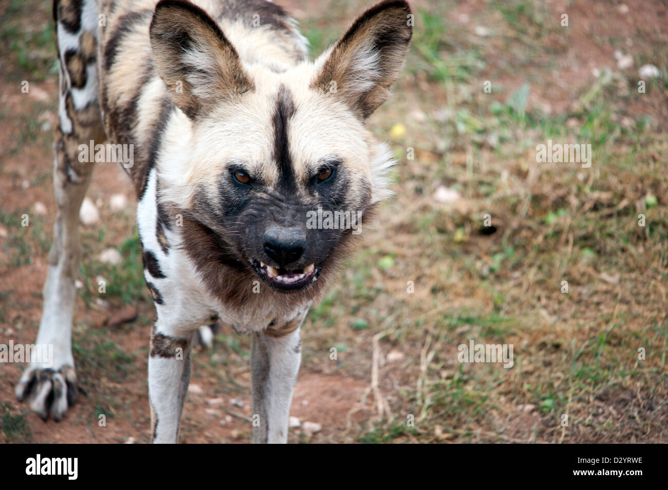 A wild African dog bares its teeth as it snarls Stock Photo - Alamy