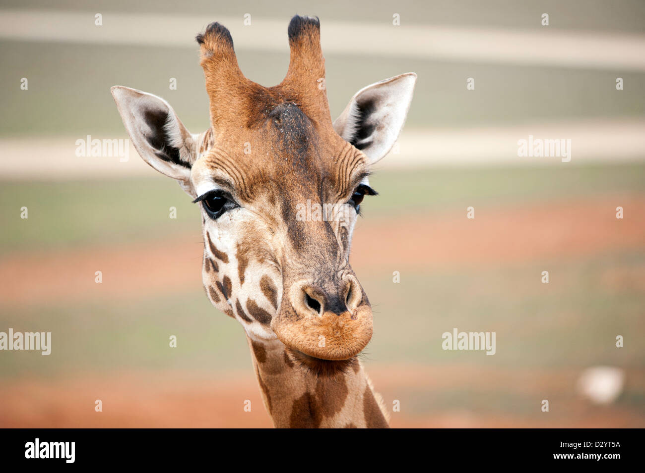 A head shot of a curious giraffe looking straight on Stock Photo - Alamy