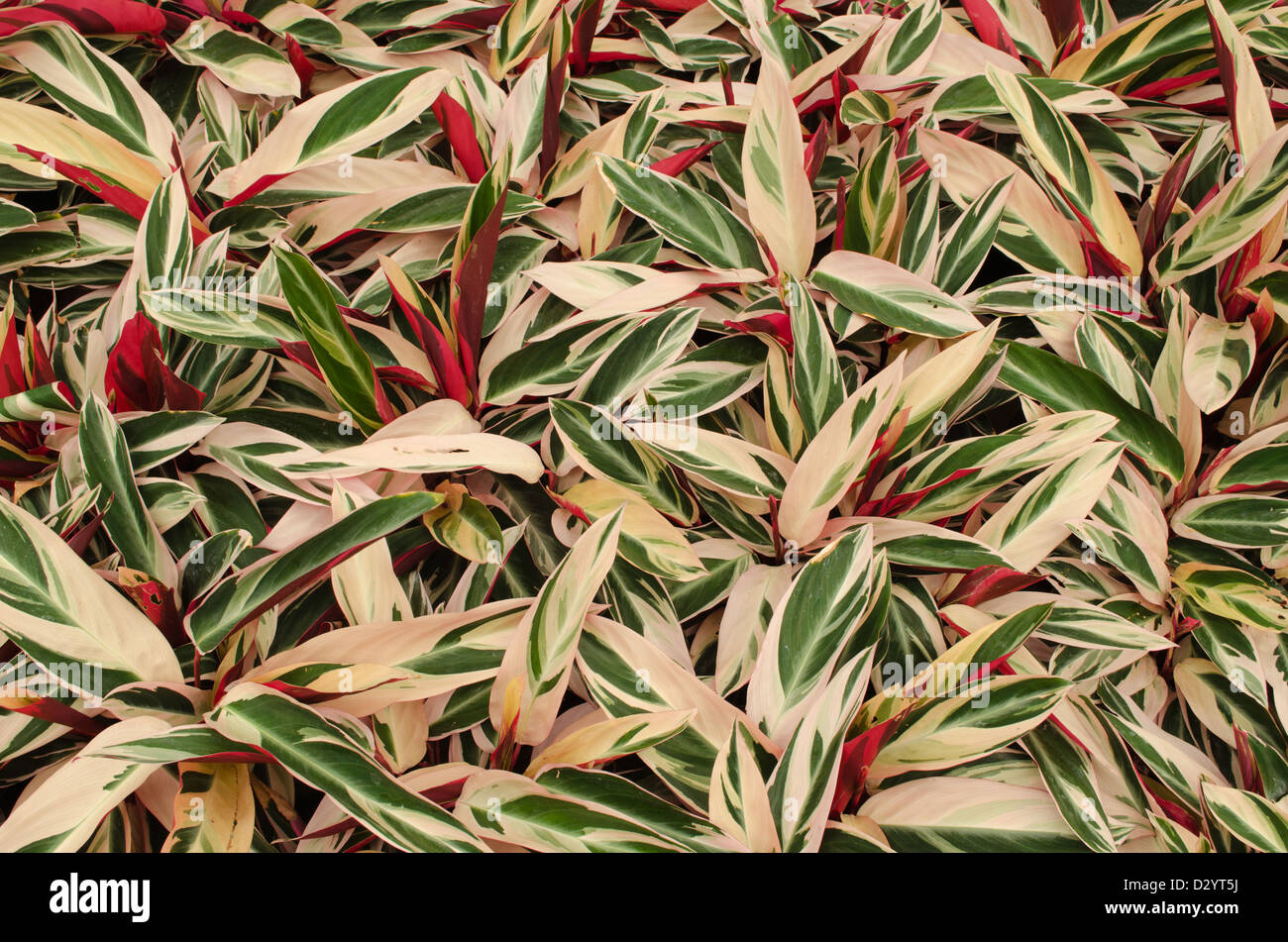 Calathea leaves background Stock Photo - Alamy