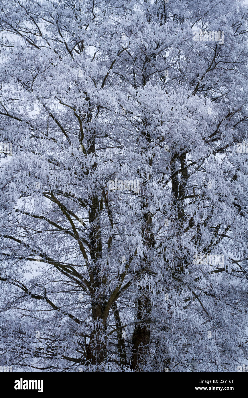 Frozen tree at winter Stock Photo - Alamy