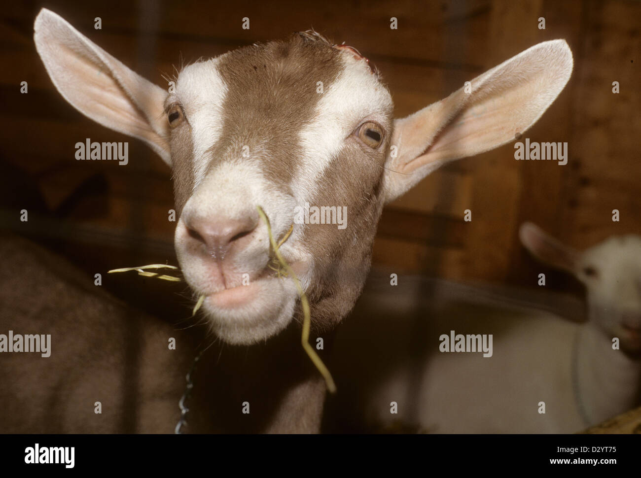 Long eared goat hi-res stock photography and images - Alamy