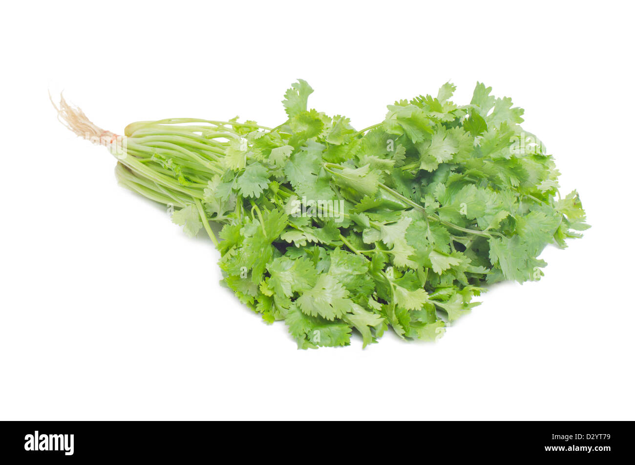 Cilantro background Cut Out Stock Images & Pictures - Alamy