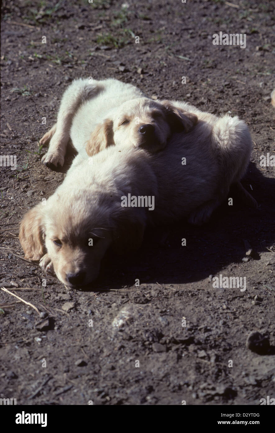 Pair of labrador puppies hi-res stock photography and images - Alamy