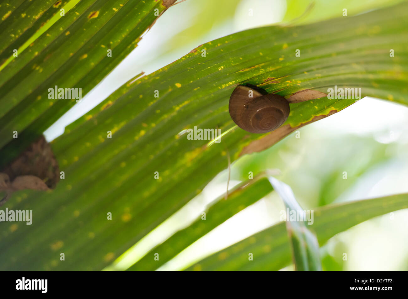 Sea snail tropical green hi-res stock photography and images - Alamy