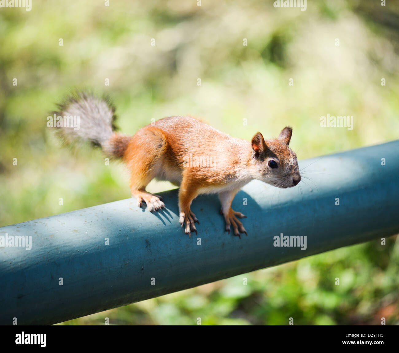 Common squirrel sciurus vulgaris eating hi-res stock photography and ...
