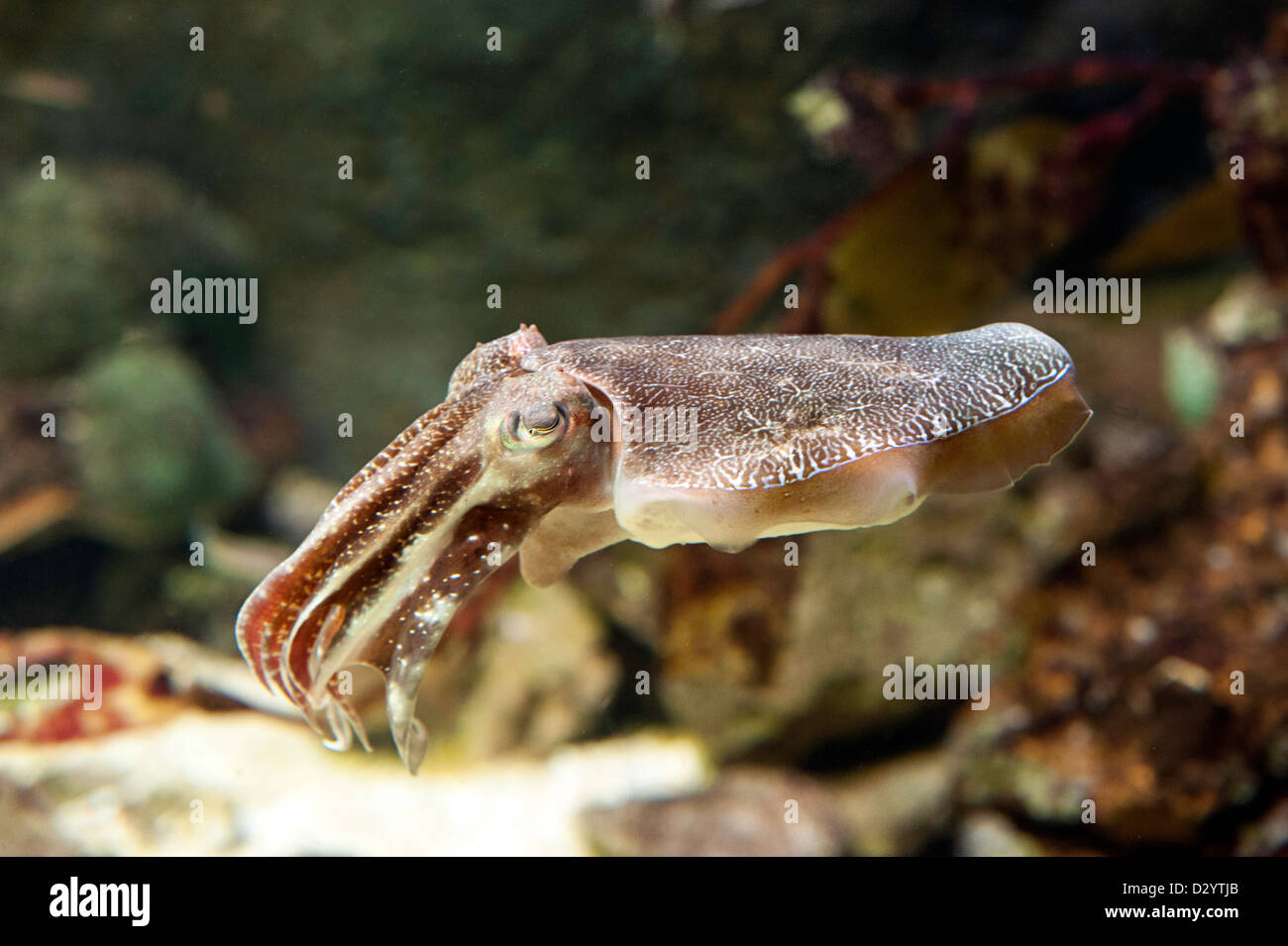 Underwater shot of a Cuttlefish swimming near a reef Stock Photo - Alamy