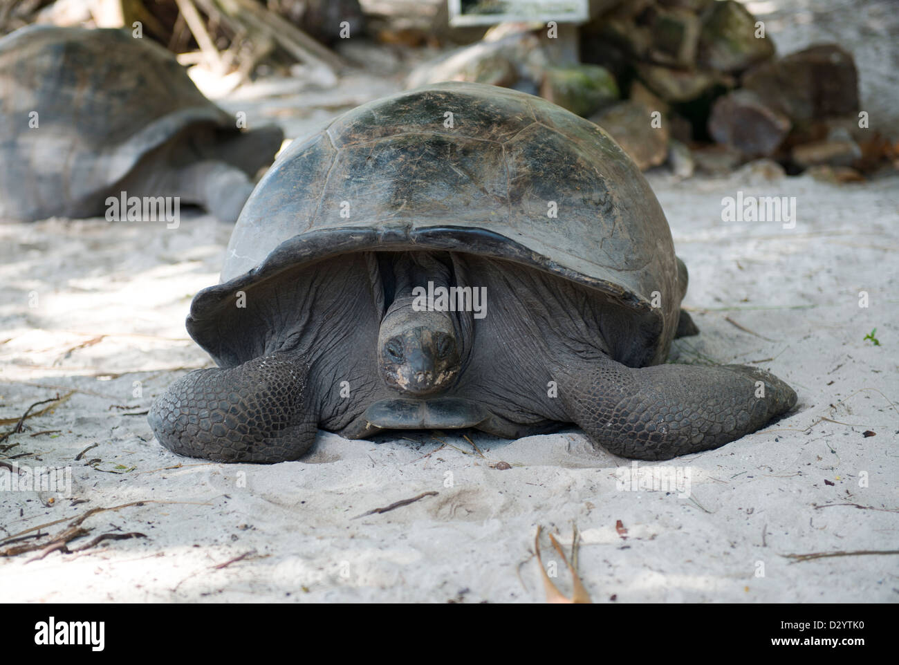Big Seychelles turtle, Giant tortoise Stock Photo - Alamy