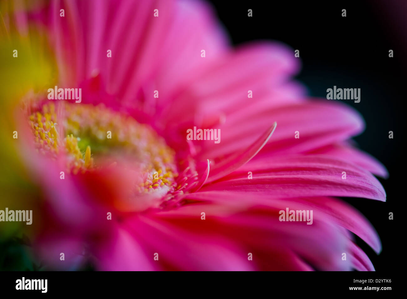 beautiful pink flower Stock Photo - Alamy