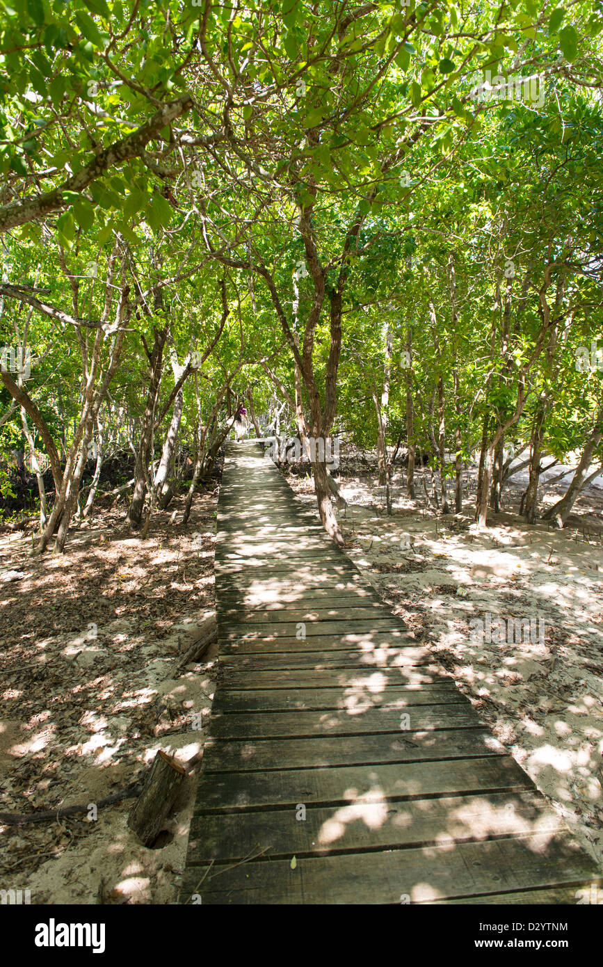 Mangrove forests ( swamp ) with river Stock Photo - Alamy
