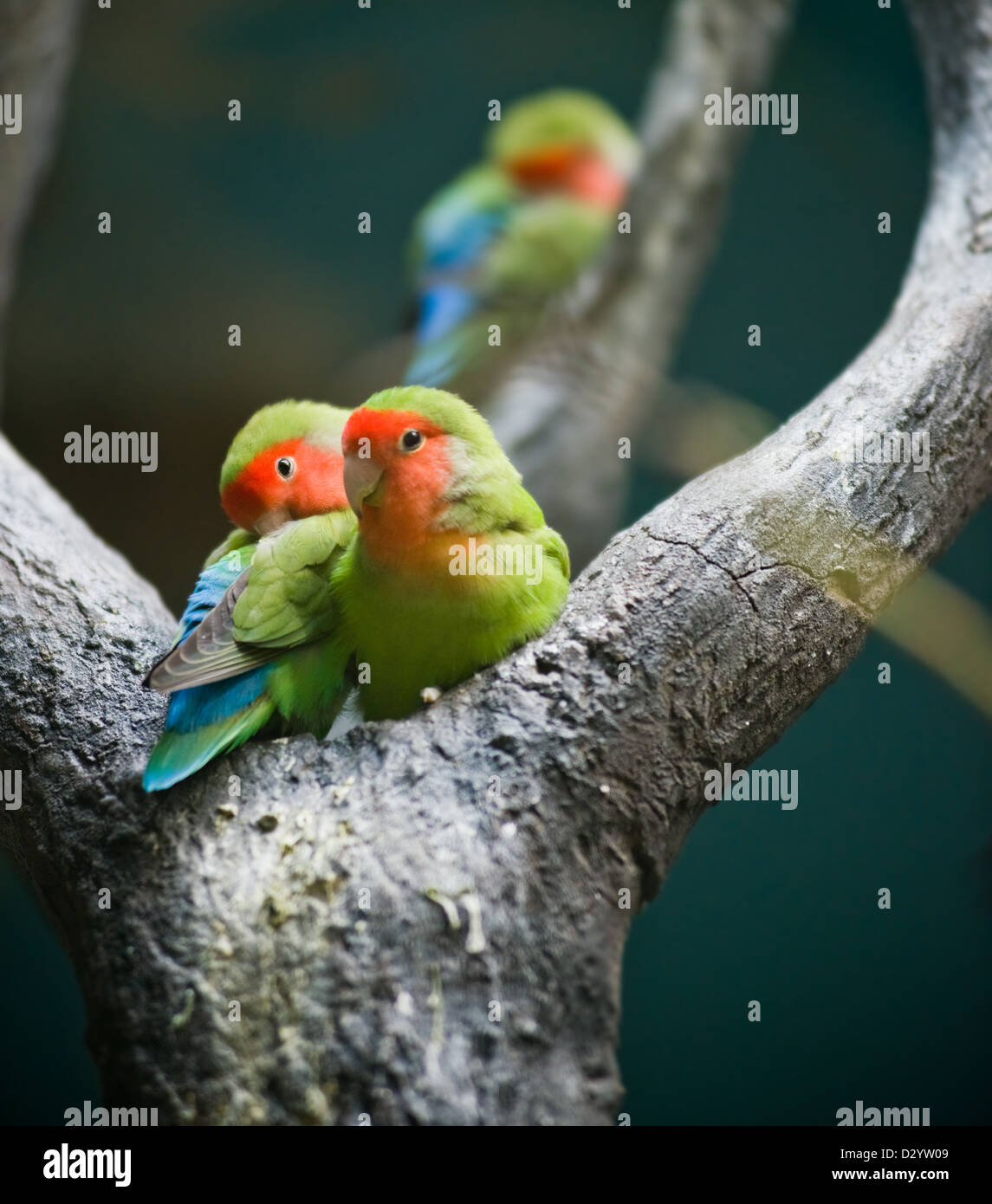 Red faced lovebirds hi-res stock photography and images - Alamy