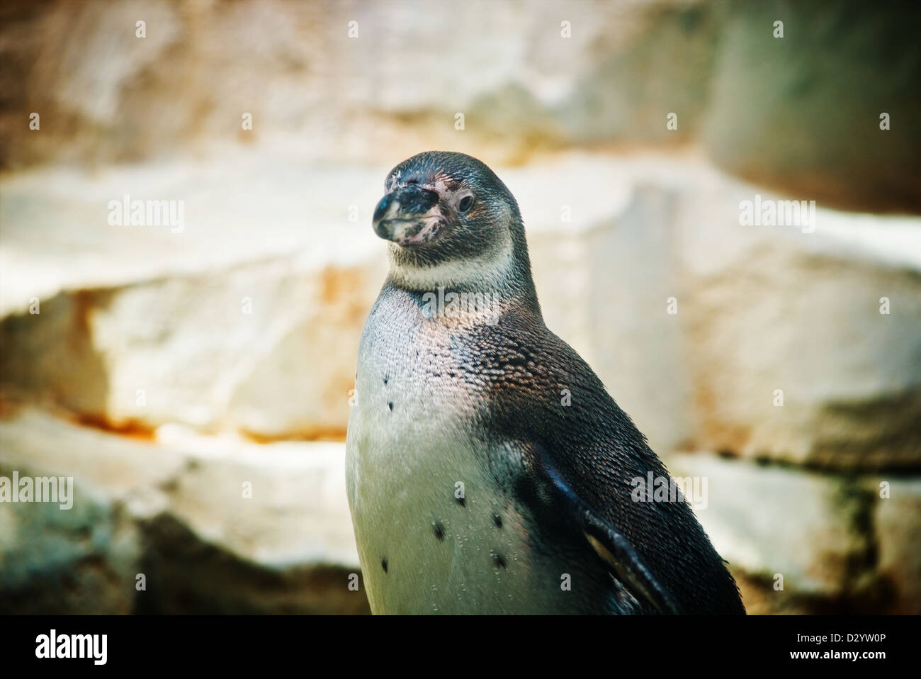Penguin wallpaper hi-res stock photography and images - Alamy