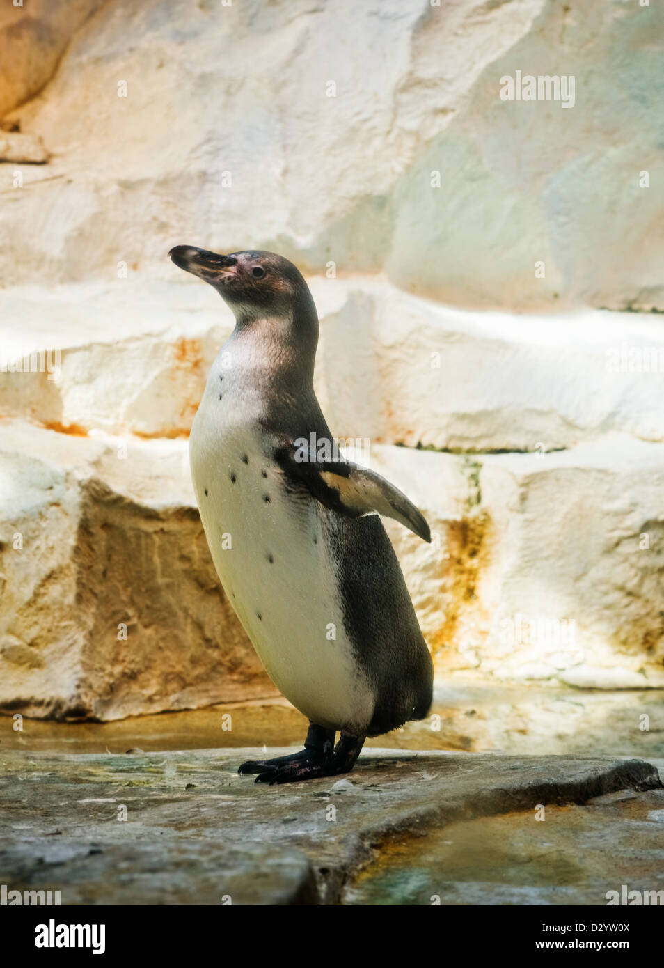 Penguin wallpaper hi-res stock photography and images - Alamy