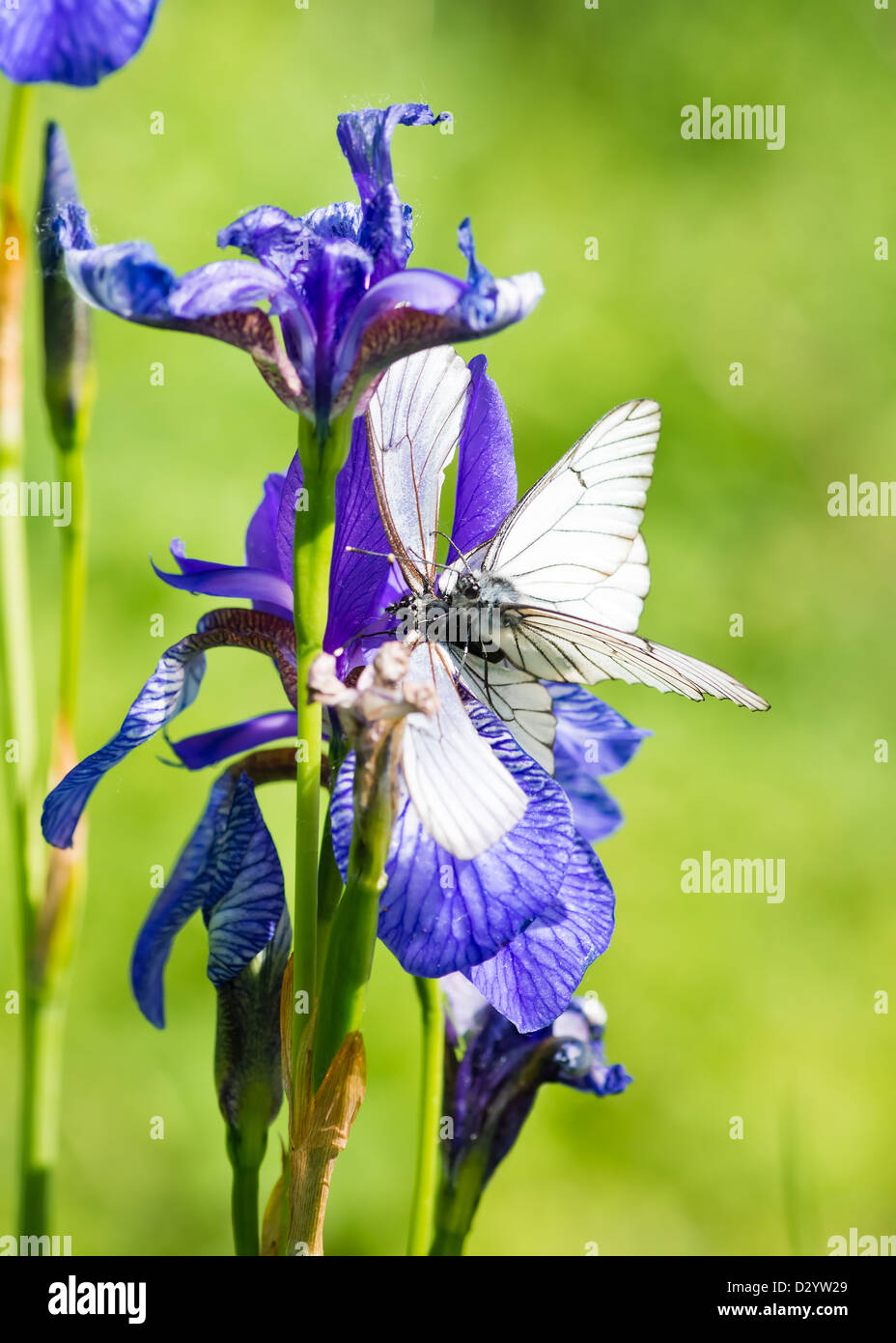 Iris flower purple butterfly hi-res stock photography and images - Alamy