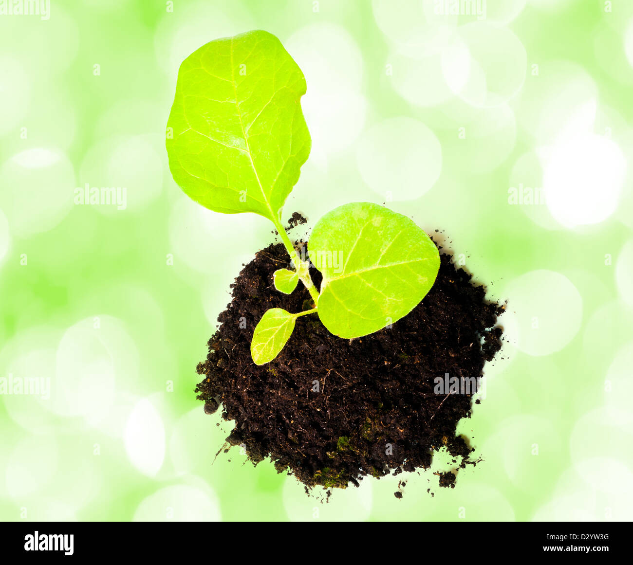 Growing green plant Stock Photo - Alamy