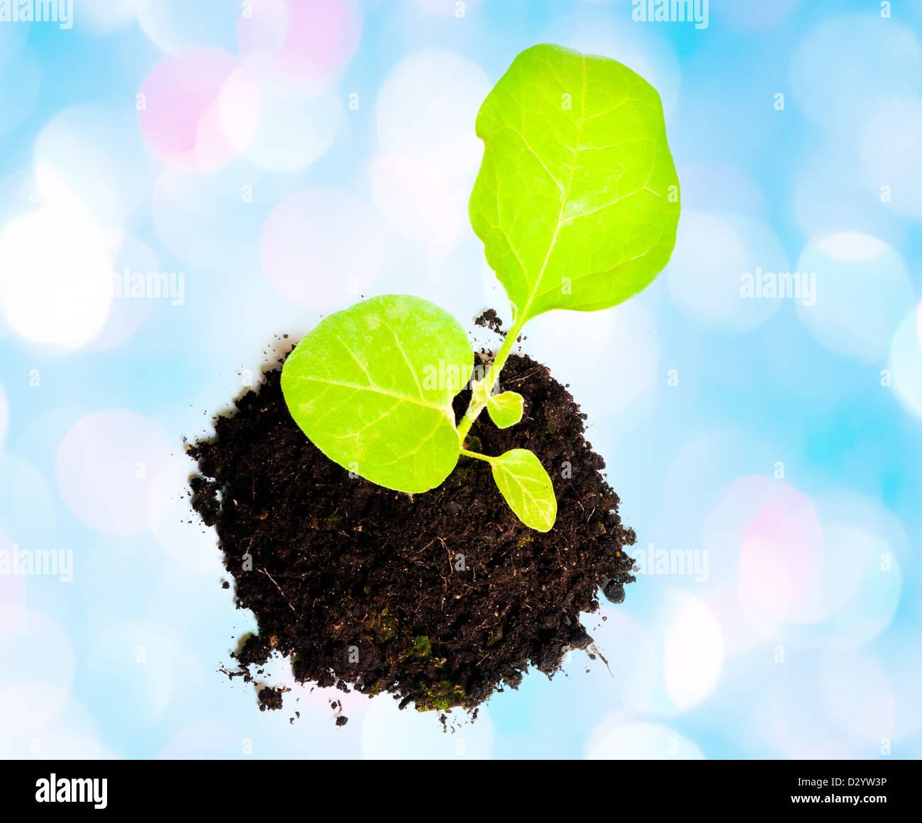 Growing green plant Stock Photo - Alamy