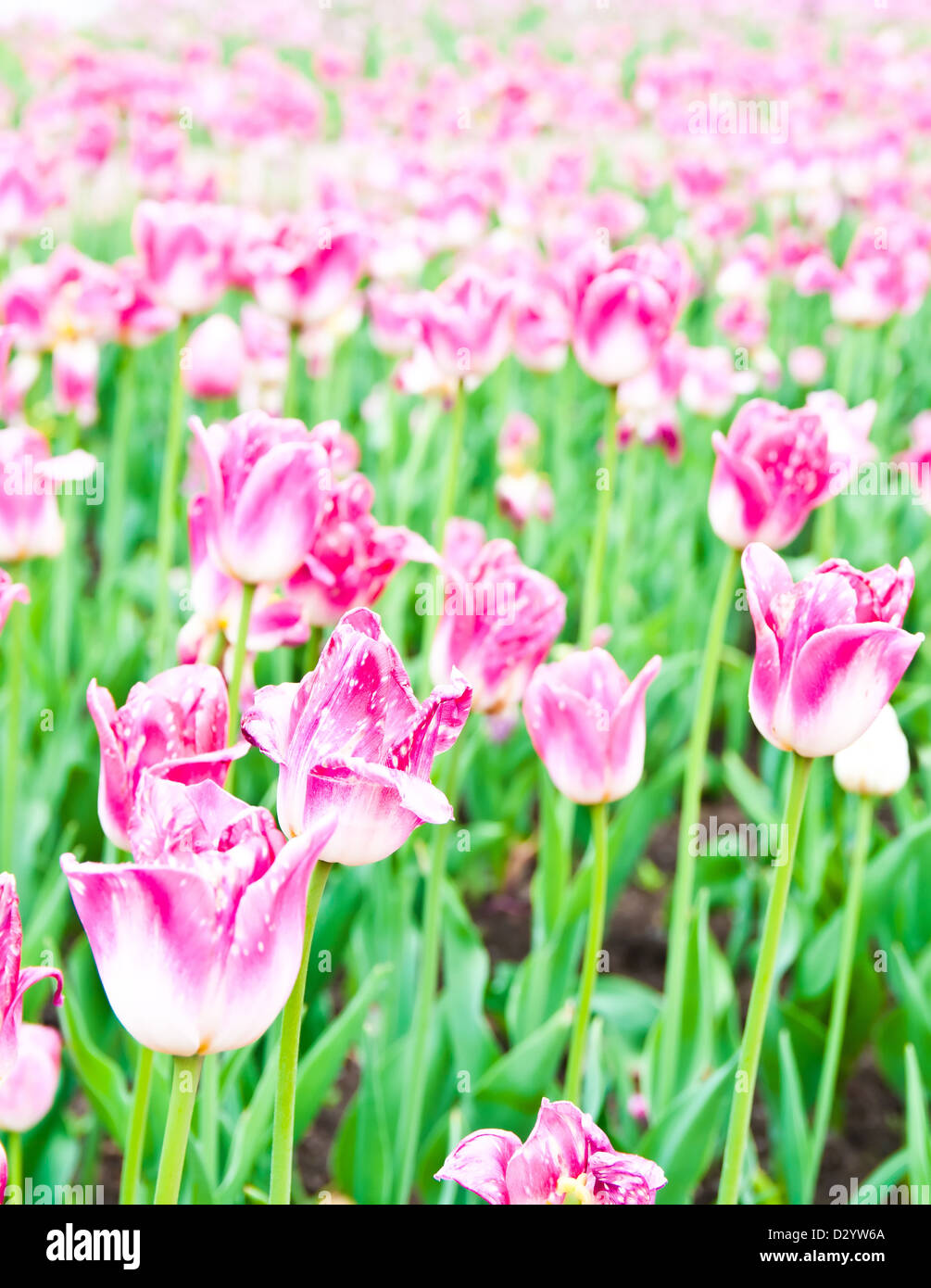 beautiful tulips field in spring time Stock Photo - Alamy
