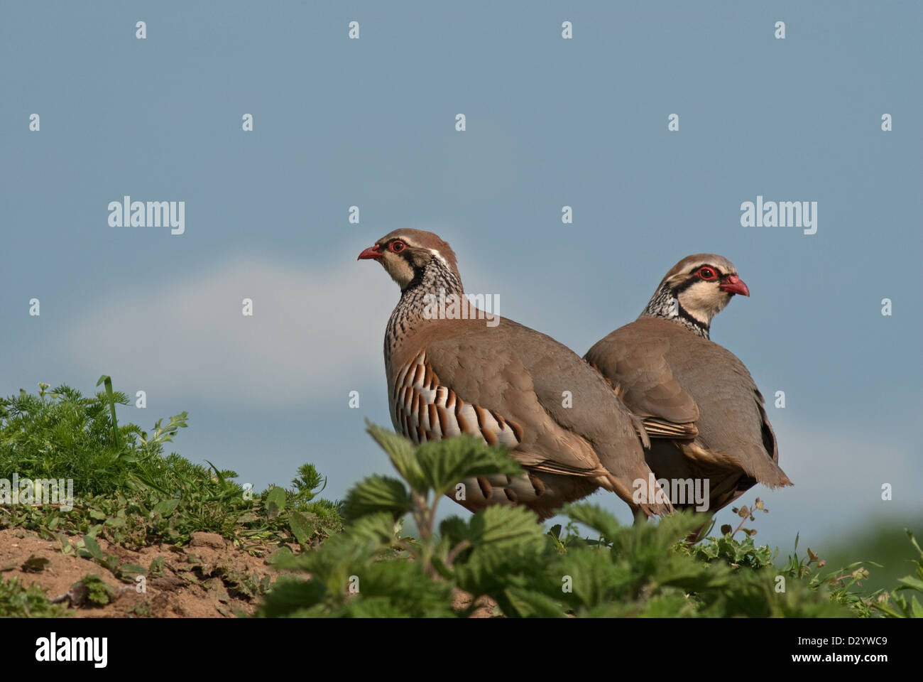 Pair of Red-legged Partridges in late spring Stock Photo - Alamy