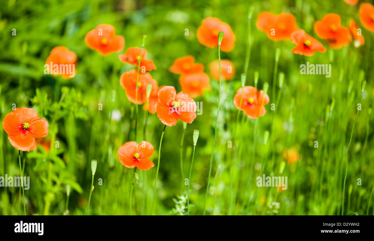 Wild poppies growing in a spring field Stock Photo - Alamy