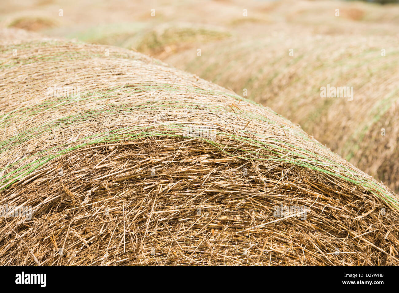 Summer scene with hay bales used for animal fodder Stock Photo - Alamy