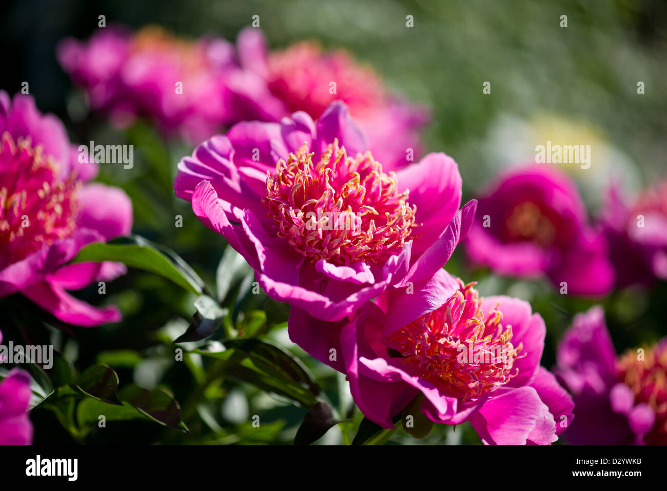 Beds with peonies in a summer garden Stock Photo - Alamy