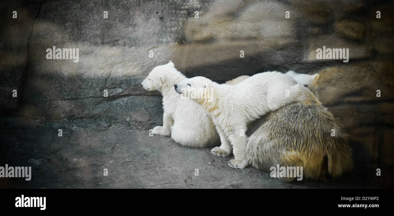two small bears Stock Photo - Alamy
