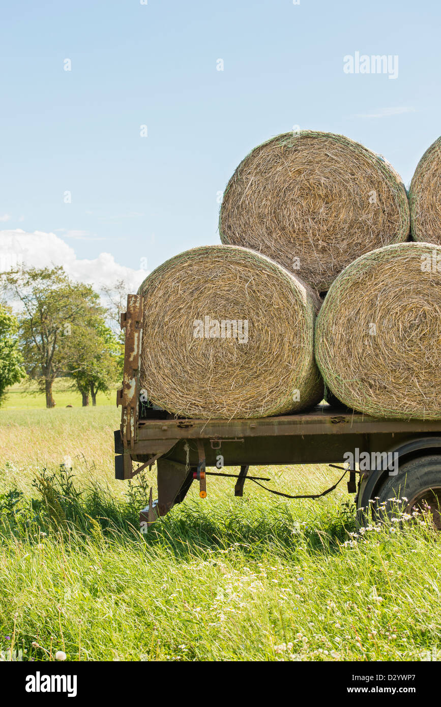 Summer scene with hay bales used for animal fodder Stock Photo - Alamy