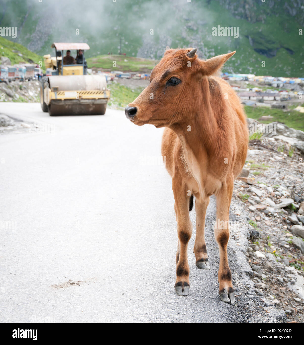 Calf cow run hi-res stock photography and images - Alamy