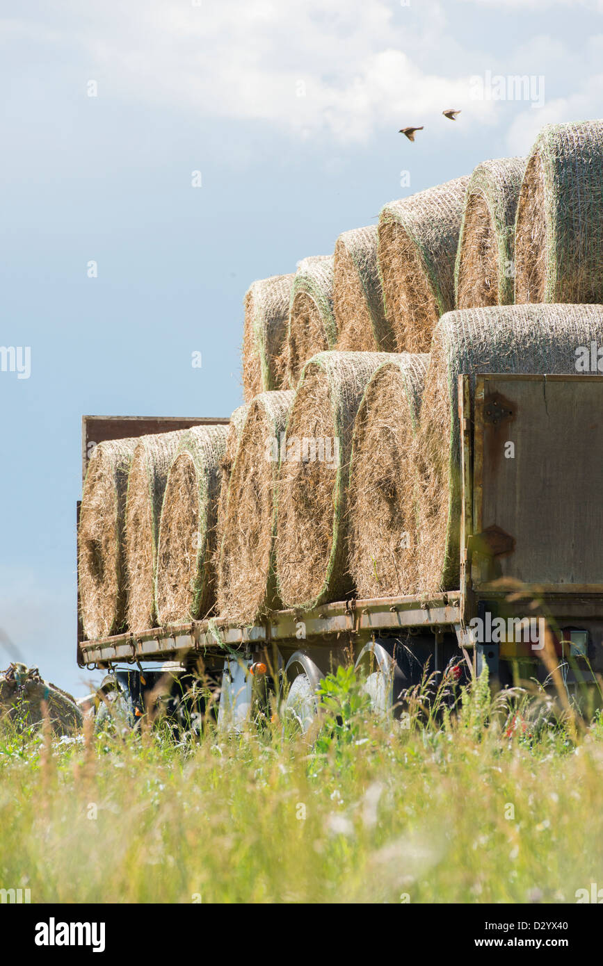 Summer scene with hay bales used for animal fodder Stock Photo - Alamy