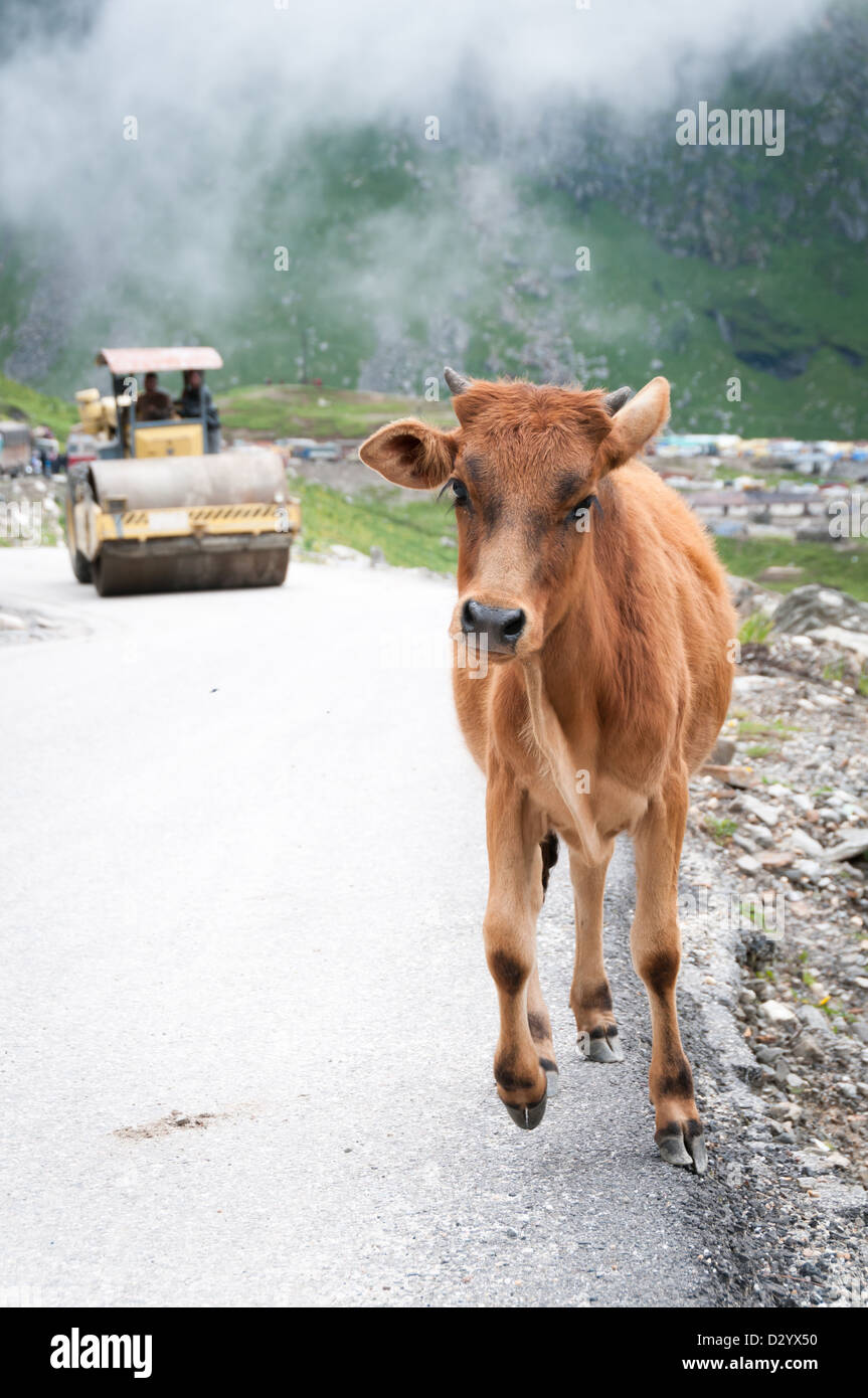 Frightened Cow High Resolution Stock Photography and Images - Alamy
