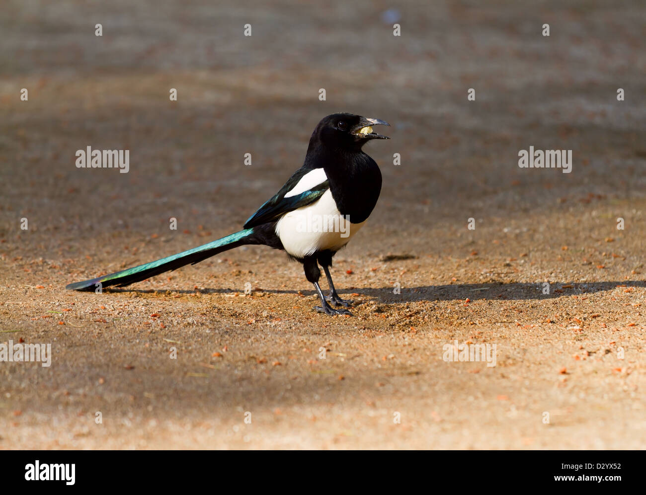 European magpie food in your mouth Stock Photo - Alamy