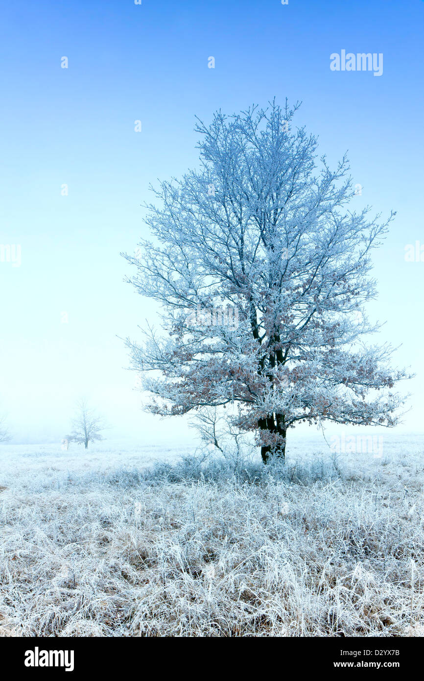 Frozen winter landscape, a solitary tree Stock Photo - Alamy