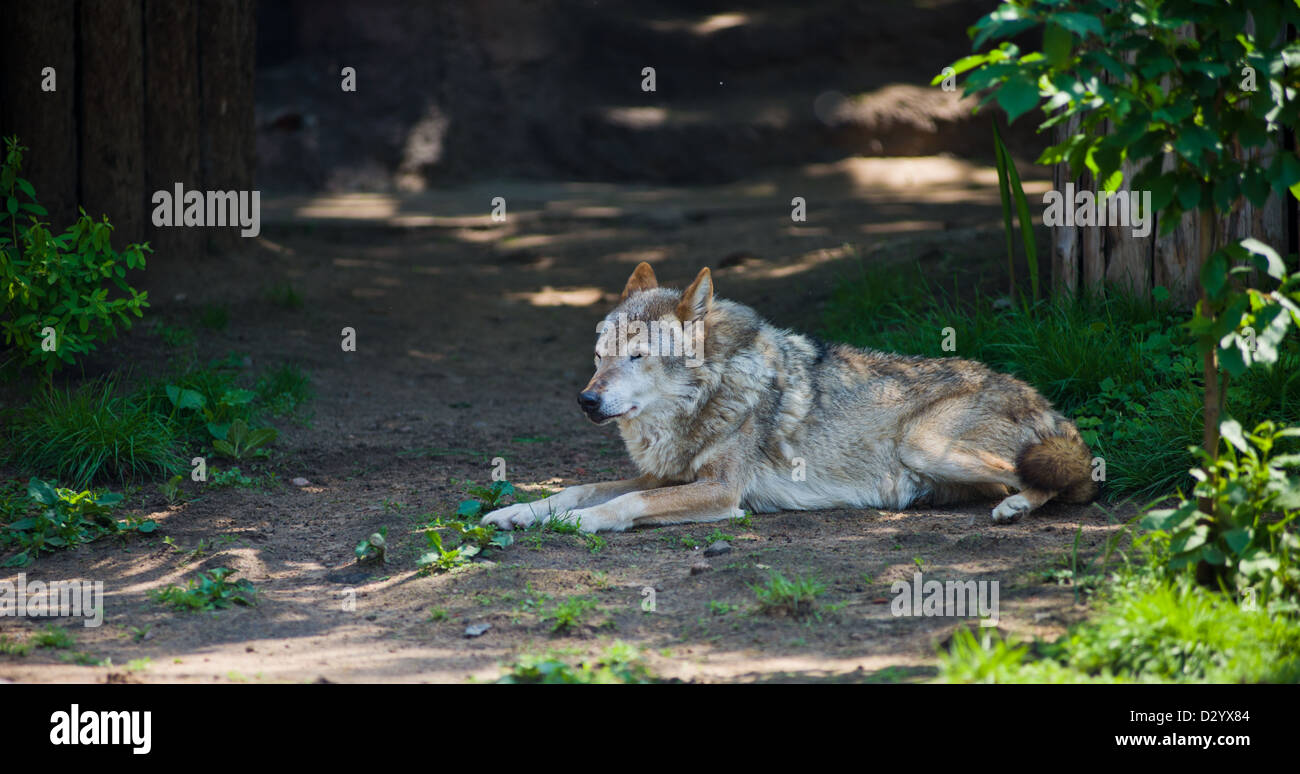 Wolf lying down on a rock Stock Photo - Alamy
