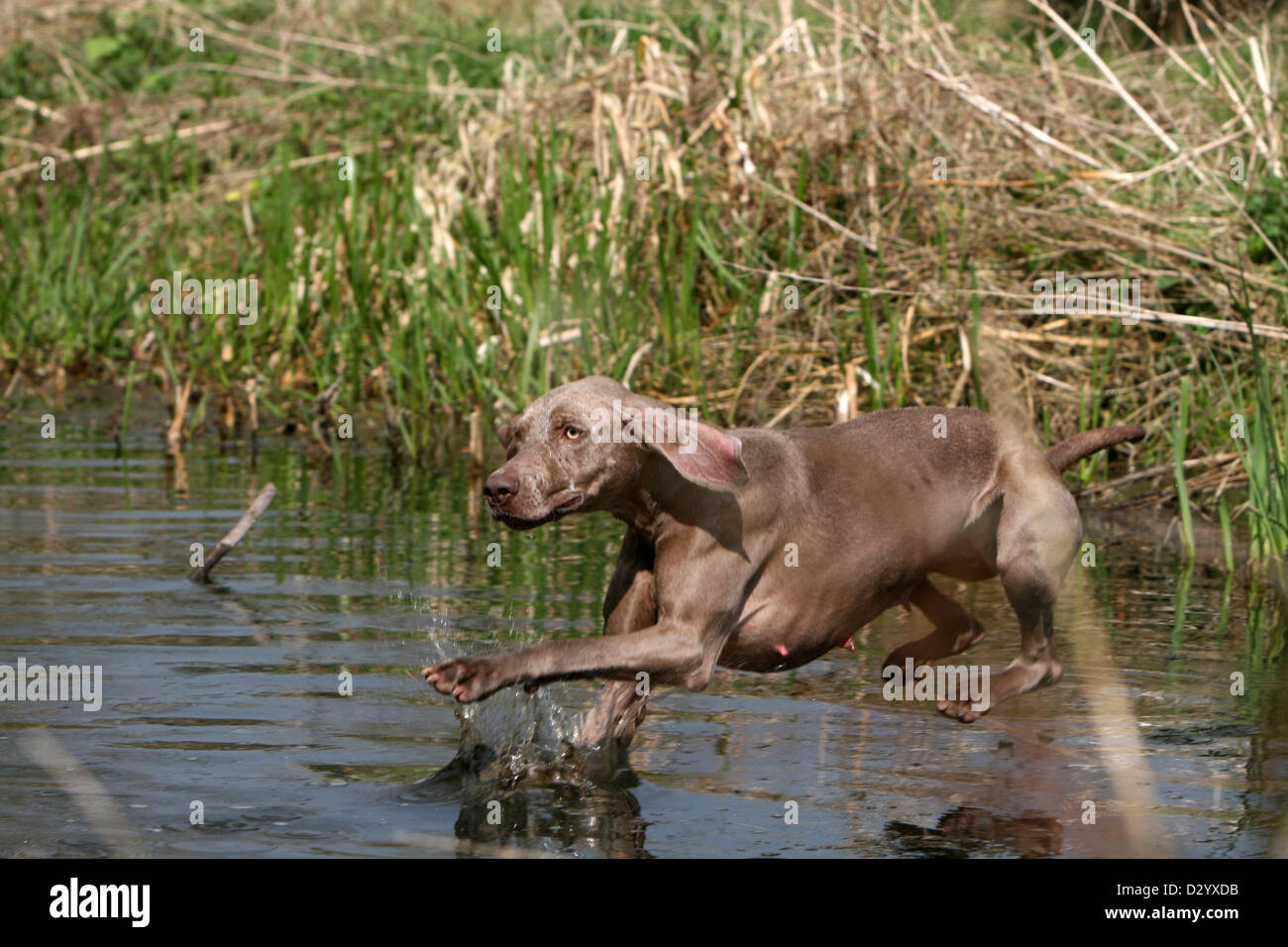 dog Weimaraner shorthair / adult jumping in a pond Stock Photo - Alamy