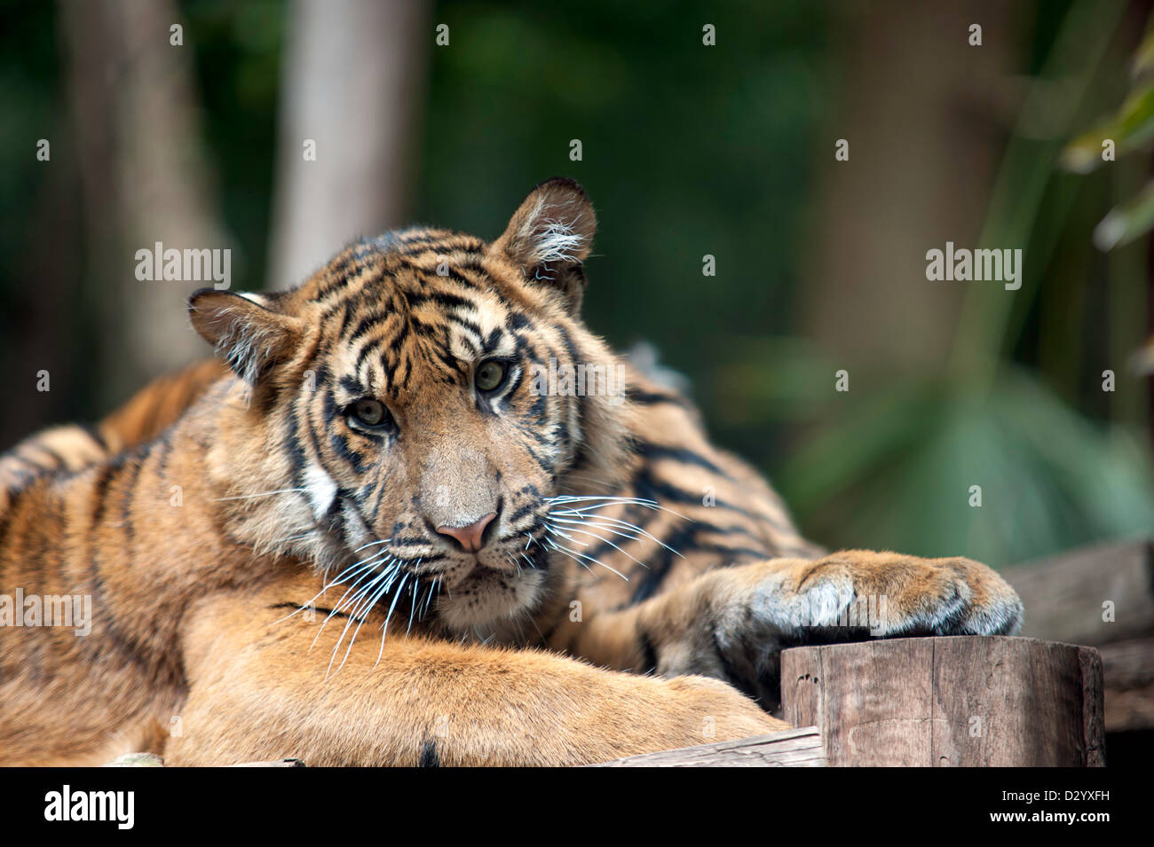 Cute tiger cub hi-res stock photography and images - Alamy